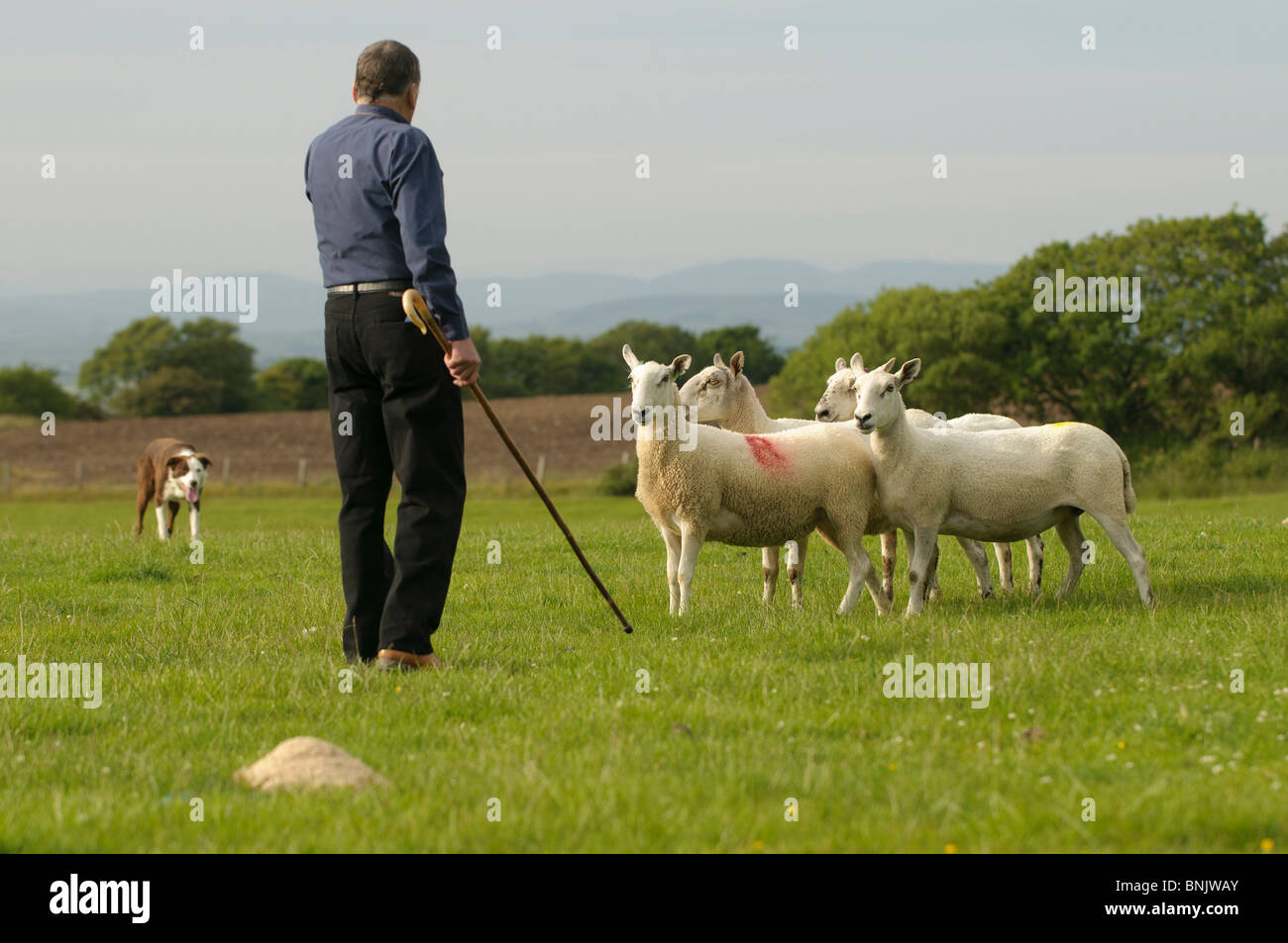 "One man and his dog" a Shepherd competing in Sheepdog trials on a farm ...