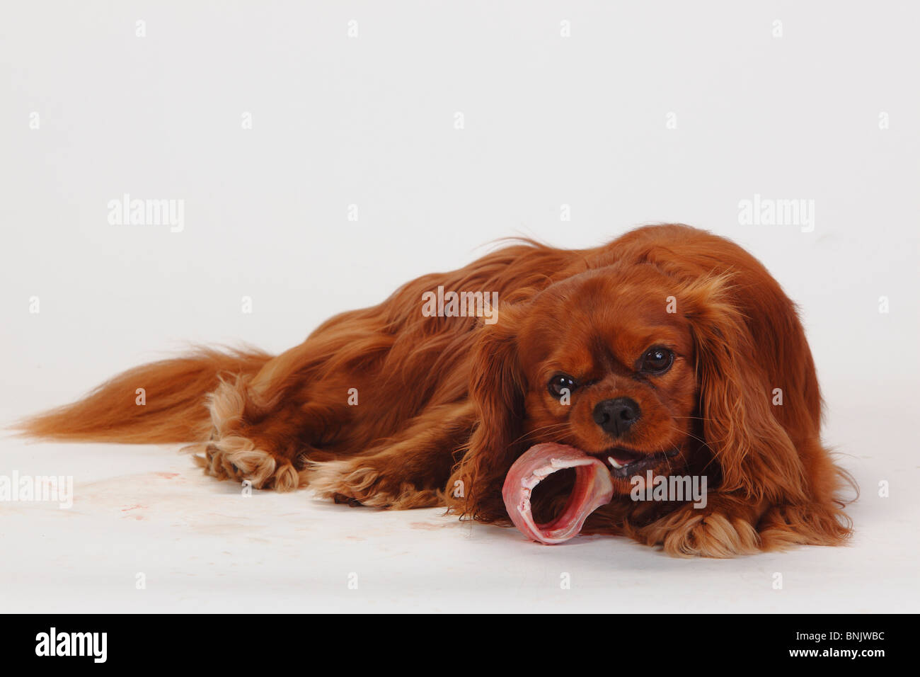 Cavalier King Charles Spaniel, ruby, eating raw trachea / bones, barf ...