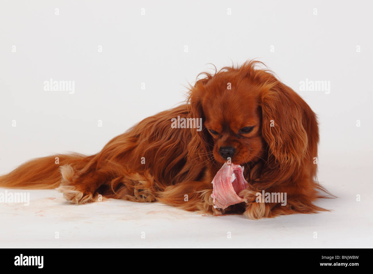 Cavalier King Charles Spaniel, ruby, eating raw trachea / bones, barf ...