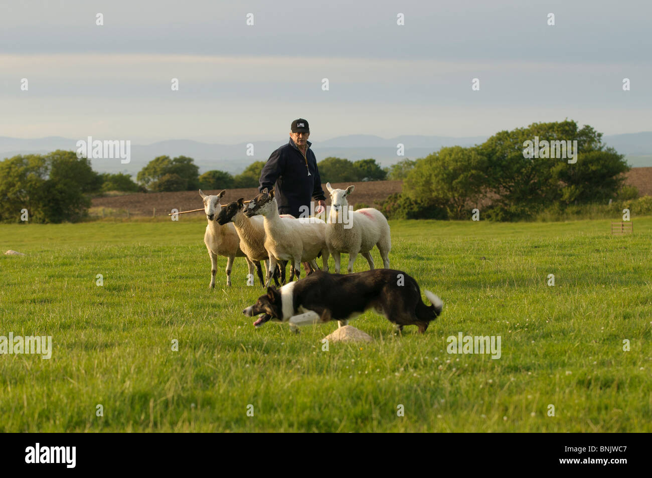 "One man and his dog" a Shepherd competing in Sheepdog trials on a farm ...