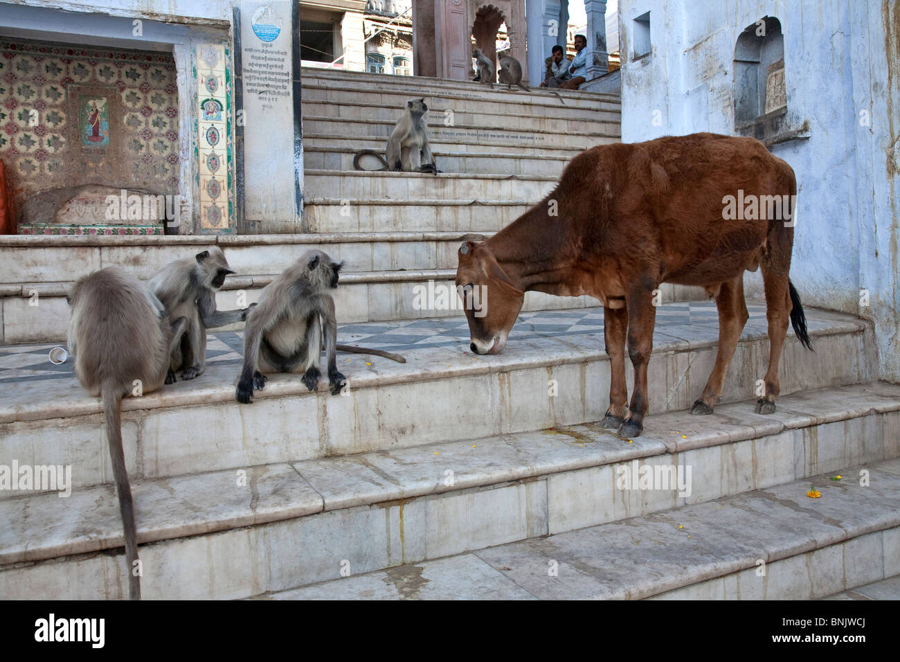 Gray langur monkeys and cow. Pushkar Lake ghats. Rajasthan. India Stock ...