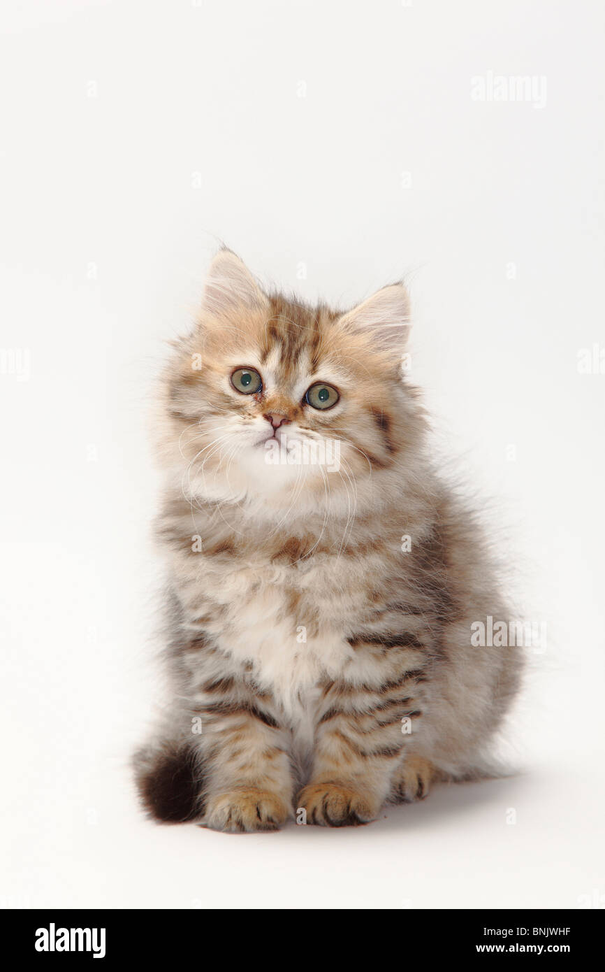 British Longhair Cat, Kitten, Weeks, Black-golden-classic, 41% OFF