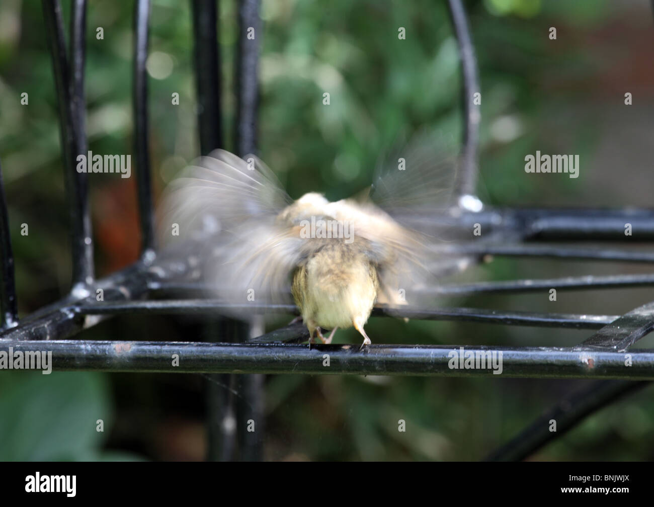 Robin photographs hi-res stock photography and images - Alamy