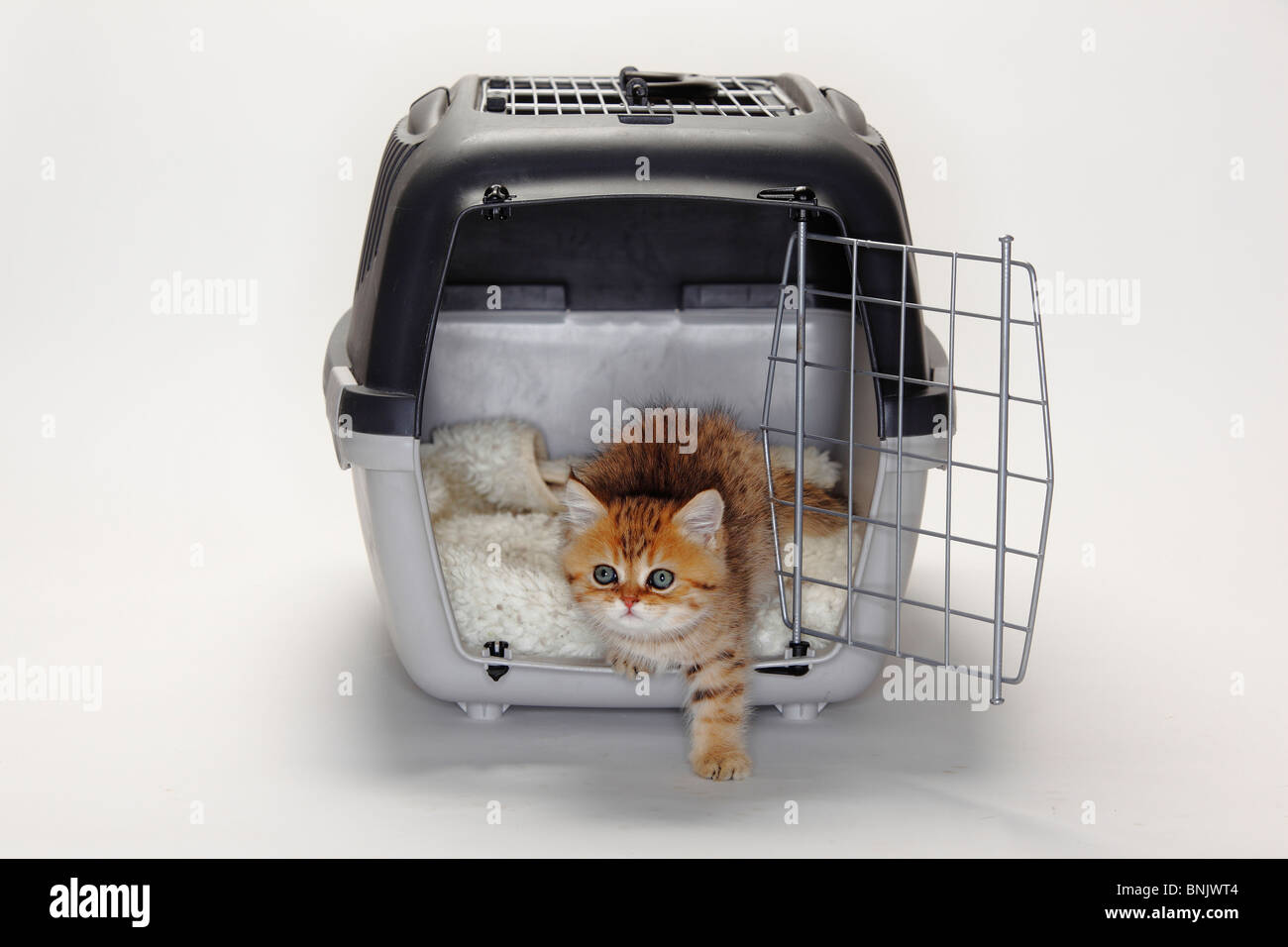 Careful cat hi-res stock photography and images - Alamy