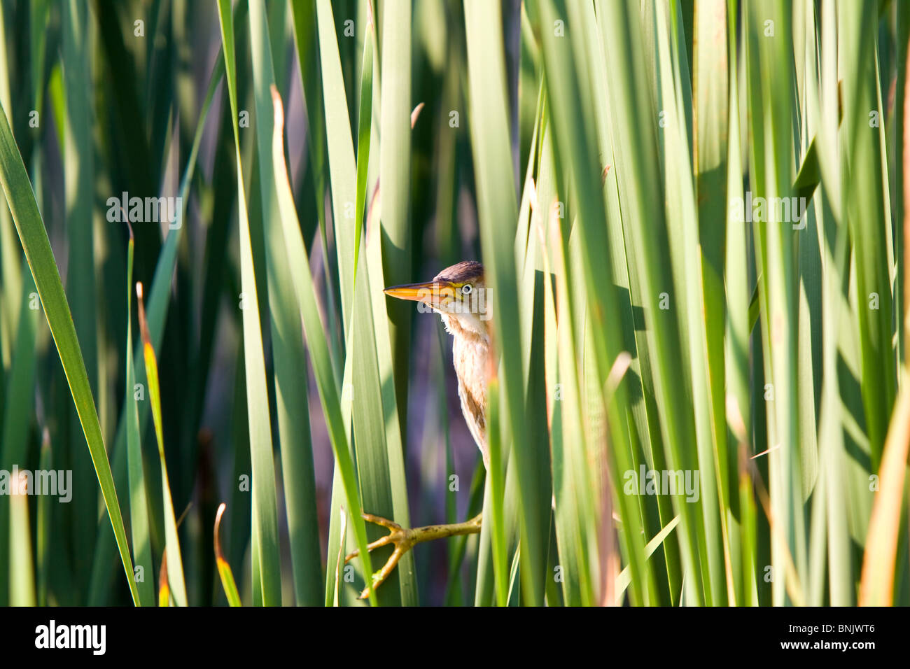 Least bittern ( the smallest heron ) in a marsh Stock Photo - Alamy