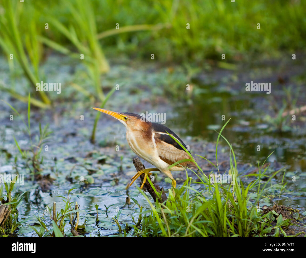 Least bittern ( the smallest heron ) in a marsh Stock Photo - Alamy