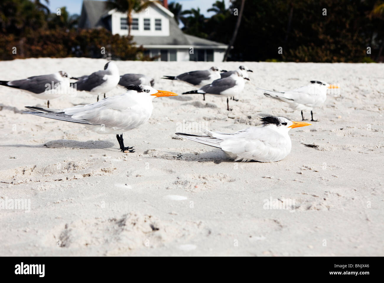 Terns are seen on a beach in Naples, Florida Stock Photo - Alamy