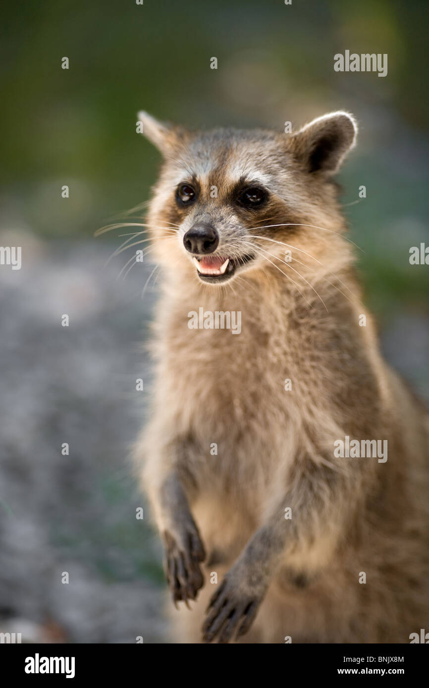 Wild racoon in Key West; Florida; USA Stock Photo - Alamy