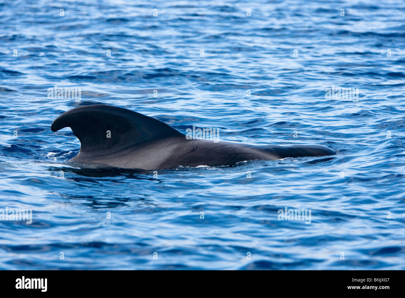 Pico piloto hi-res stock photography and images - Alamy