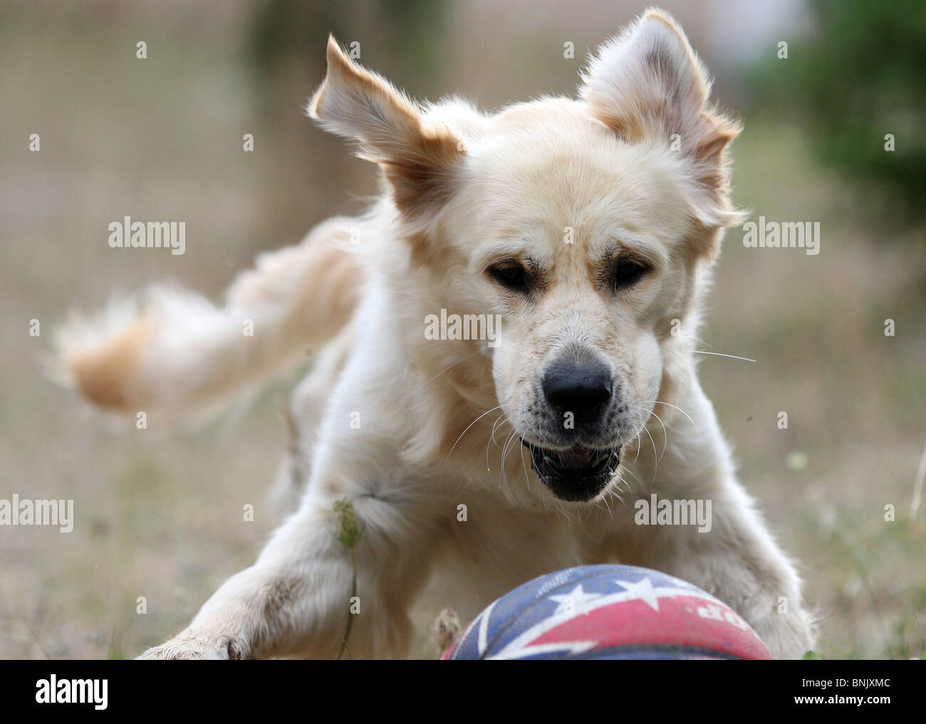 A Golden Retriever / Labrador is playing with a ball in Hamburg ...