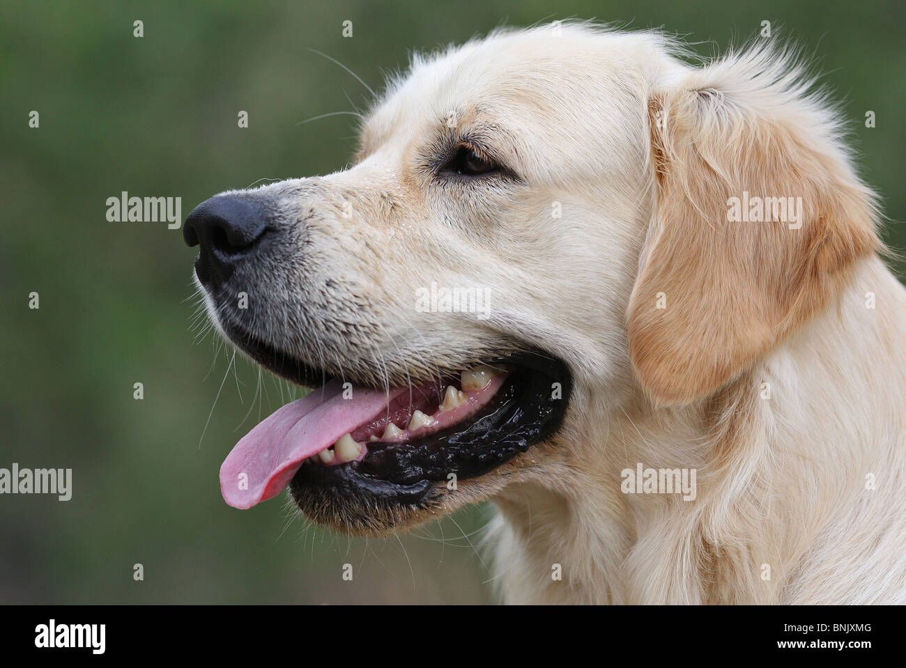 Hund golden retriever hi-res stock photography and images - Alamy