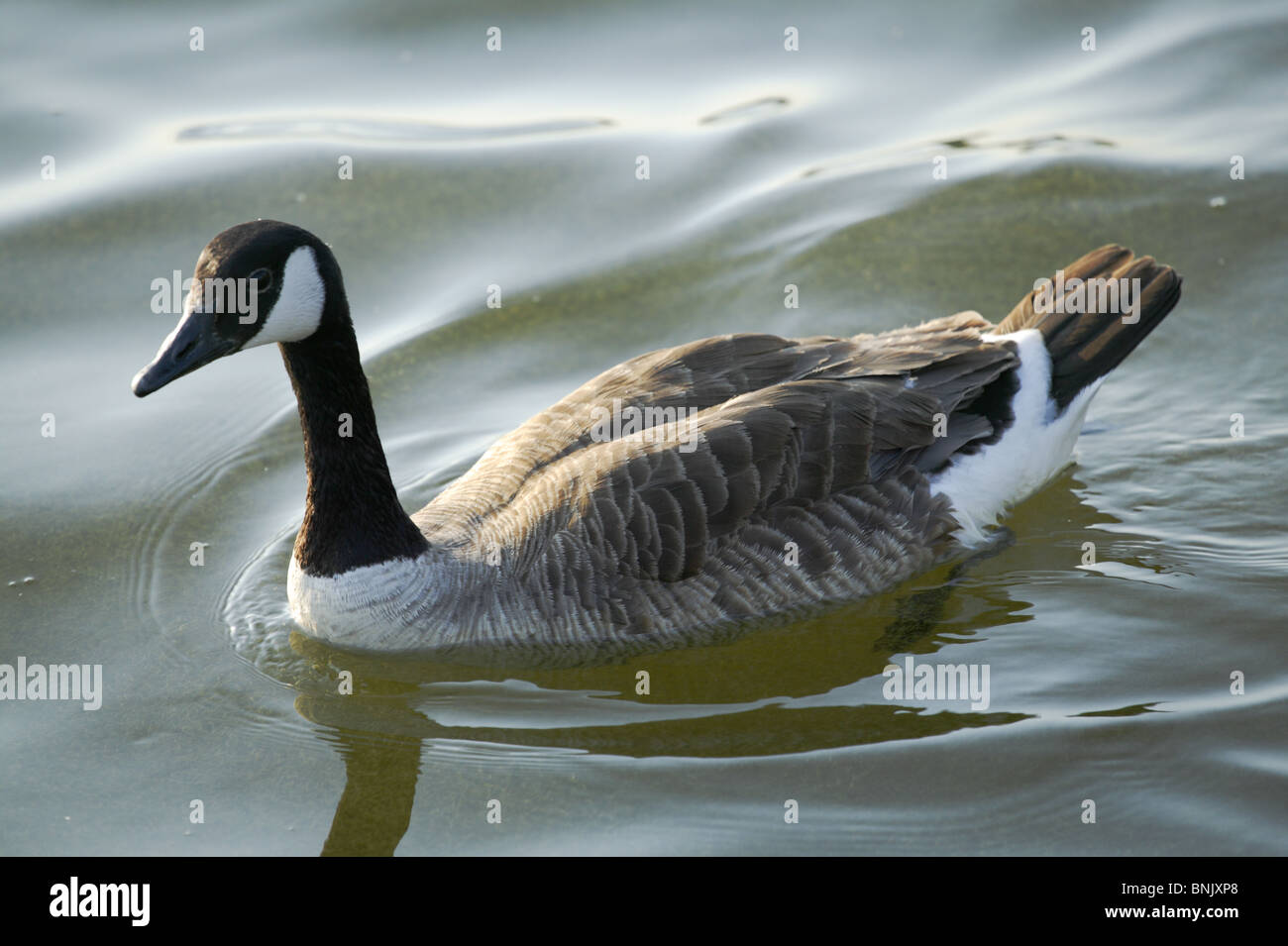 Canadian goose on water Stock Photo - Alamy