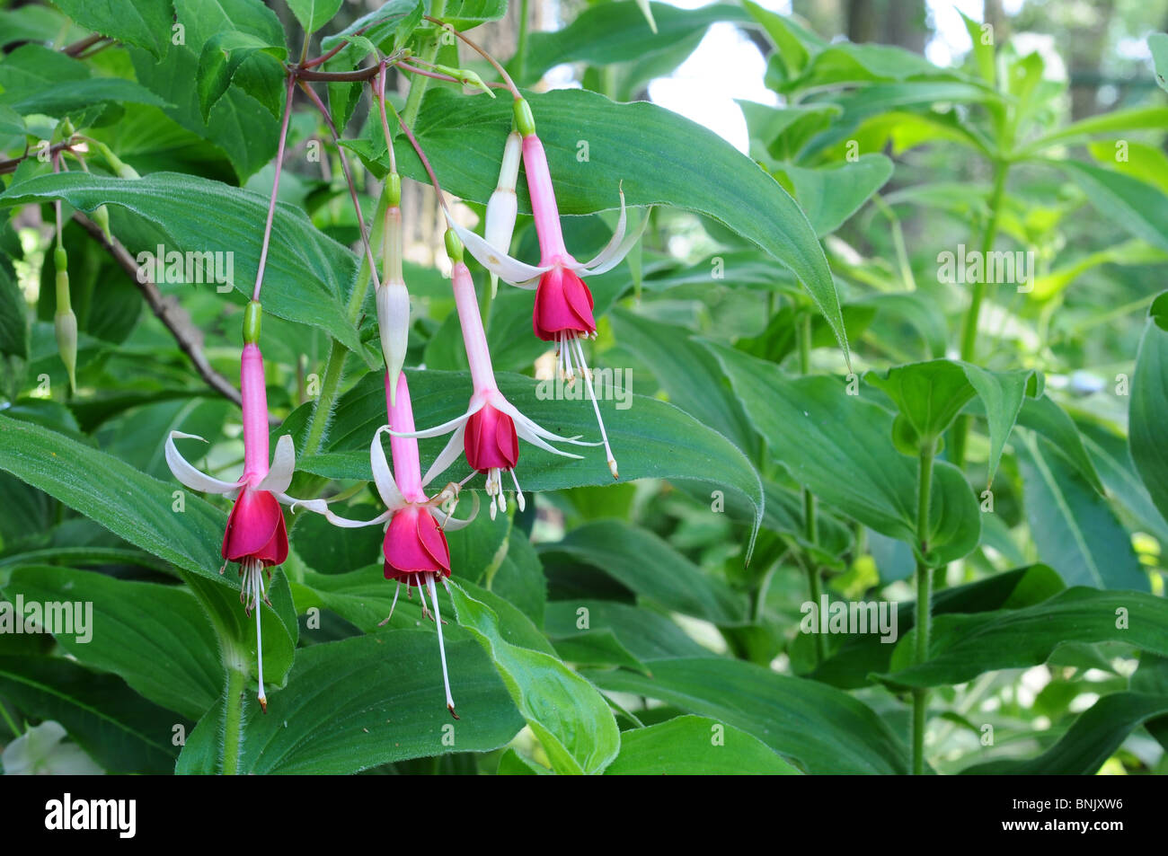 Pink fuchsia in botanical garden, close up Stock Photo - Alamy