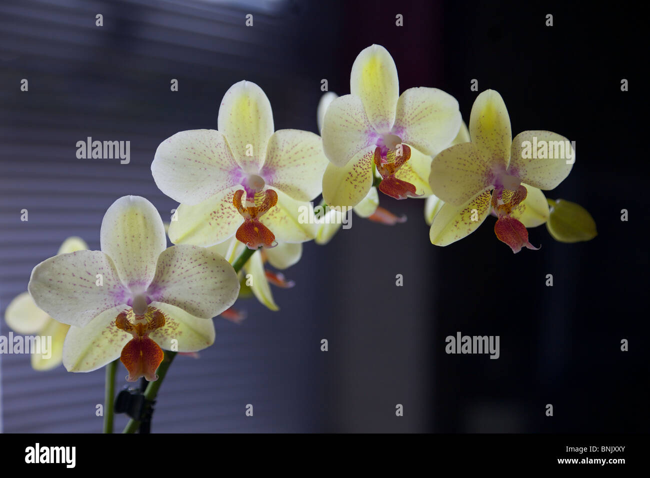 Colorful Flo High Resolution Stock Photography and Images - Alamy