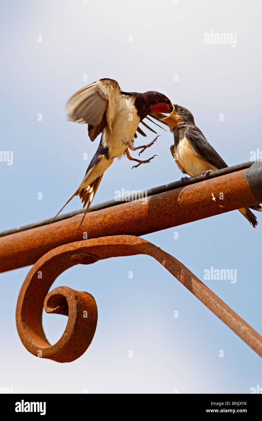 Adult barn swallow feeding hi-res stock photography and images - Alamy