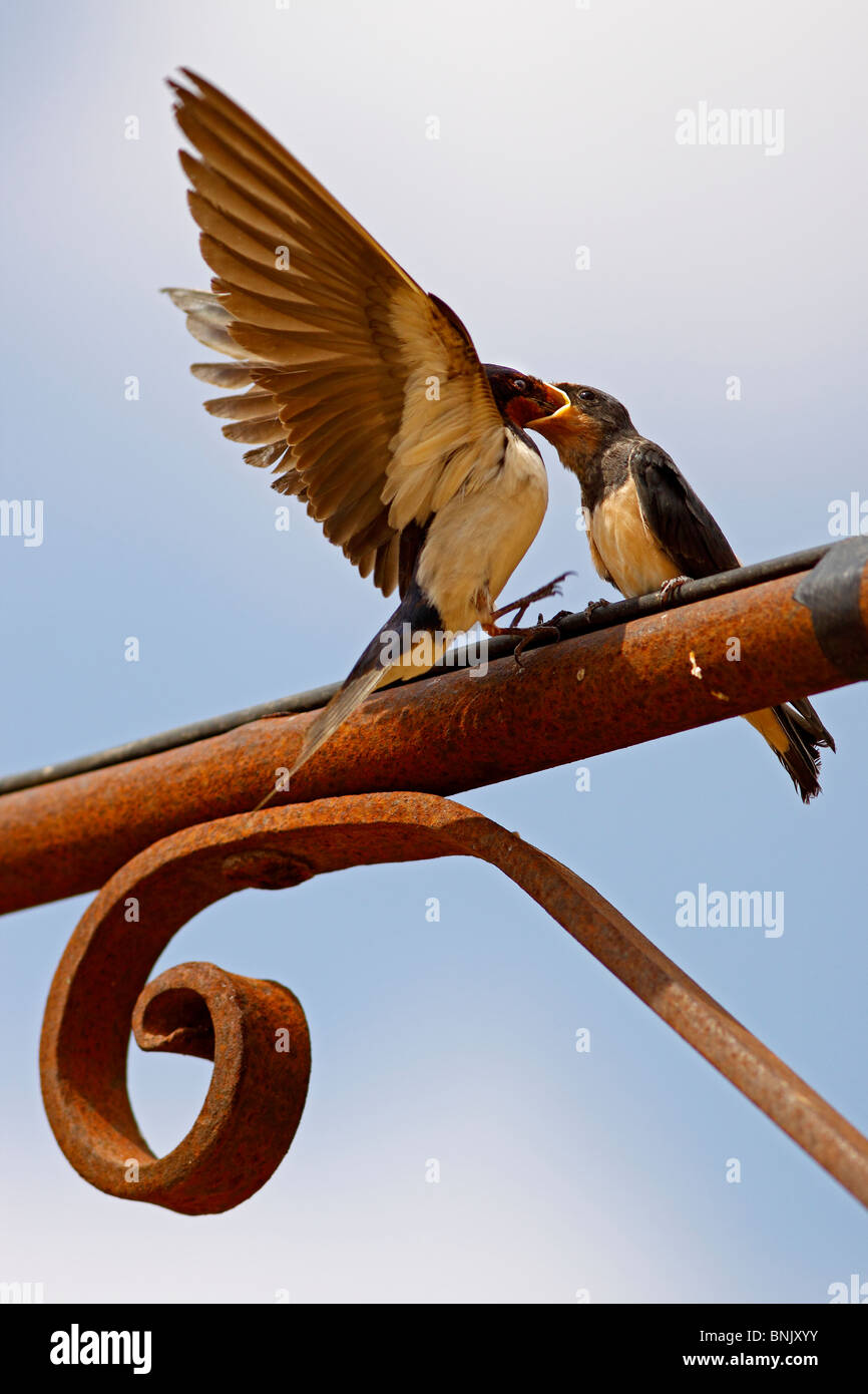 barn swallow, hirundo rustica. adult during feeding Stock Photo - Alamy
