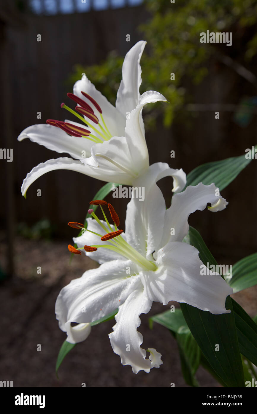 White lillies hi-res stock photography and images - Alamy