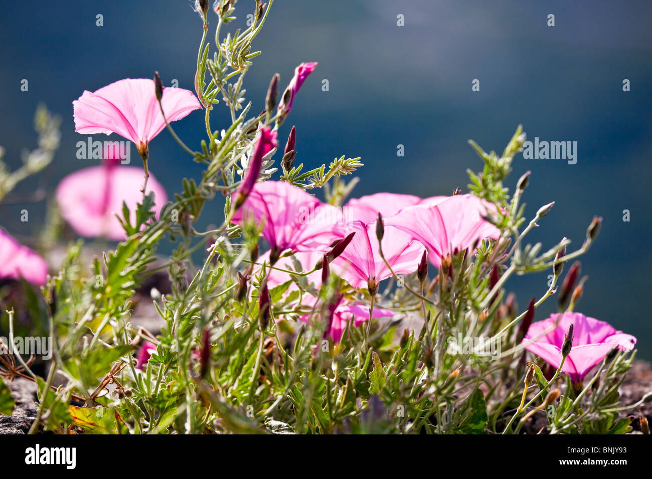 Small bindweed hi-res stock photography and images - Alamy