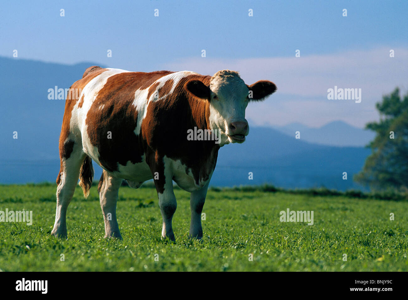spotty bull on the green field Stock Photo - Alamy
