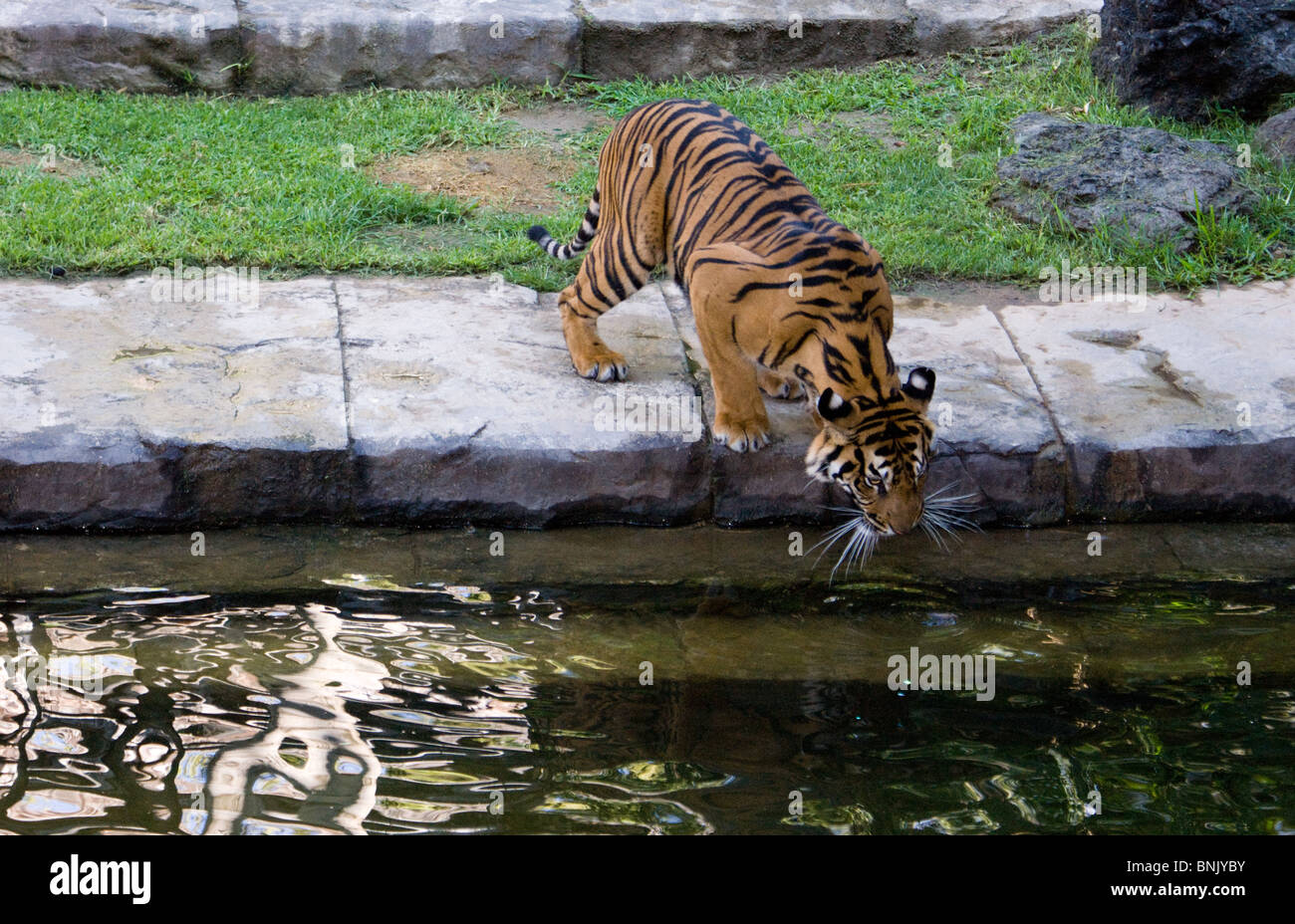 TIGER DRINKING WATER FROM A POND Stock Photo - Alamy