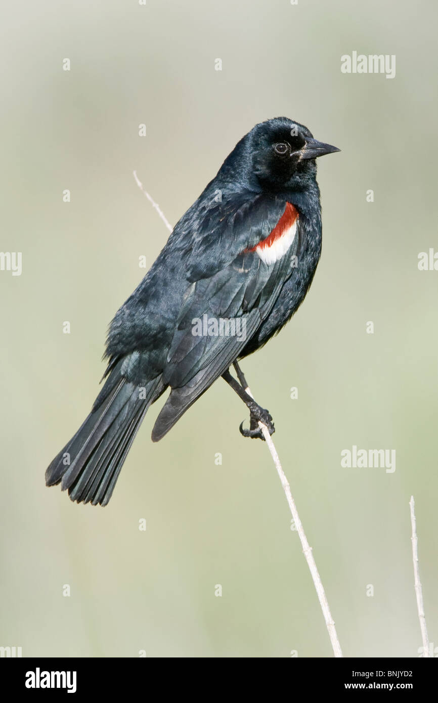 Tri colored endangered hi-res stock photography and images - Alamy