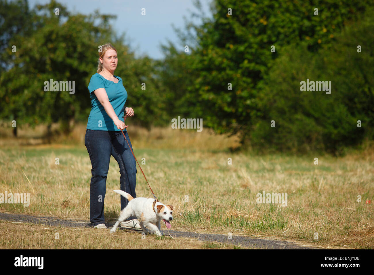 Woman with Parson Russell Terrier, dog pulling on leash / Parson Jack ...