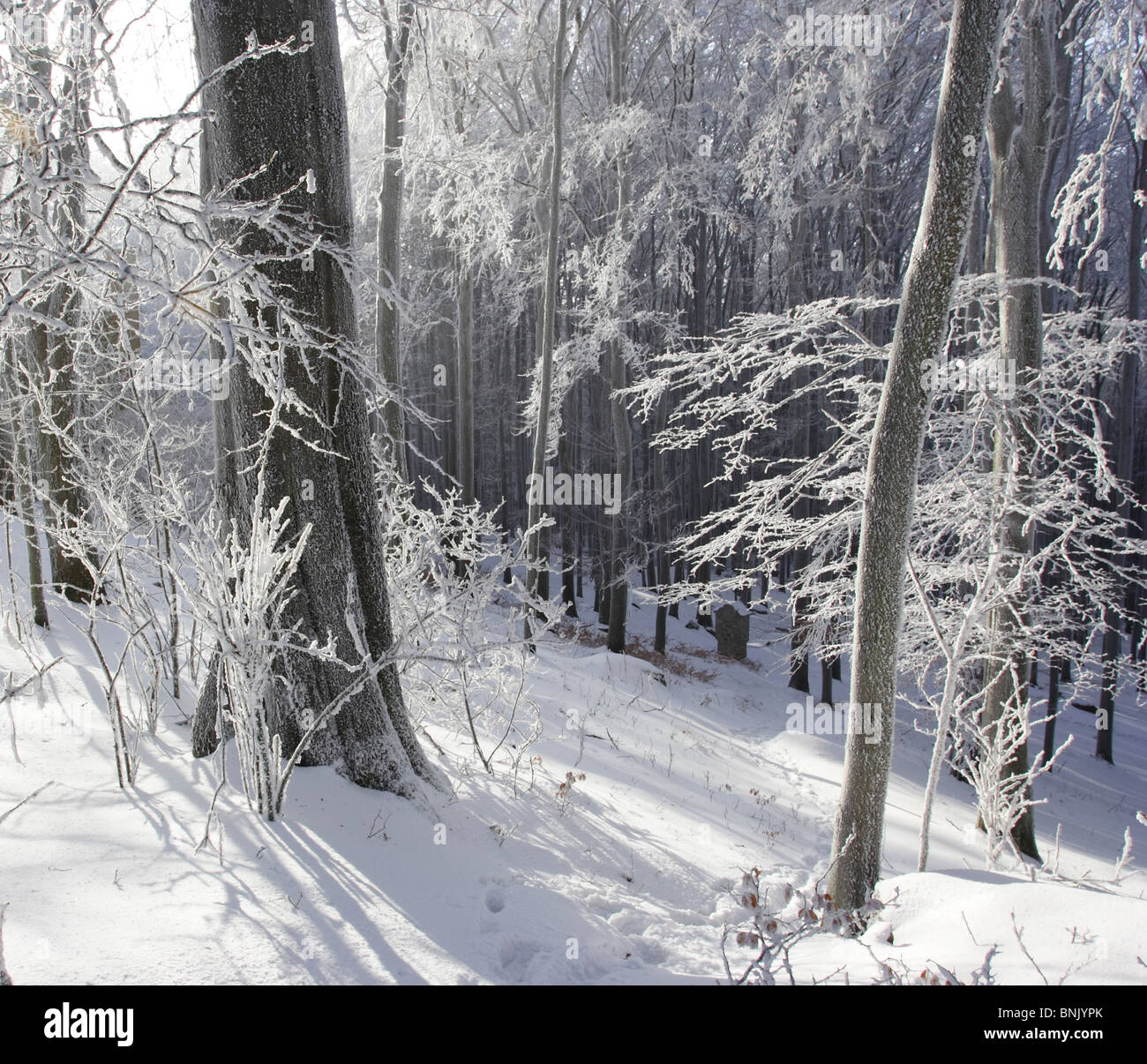 Snowy trees and beech forest Stock Photo - Alamy