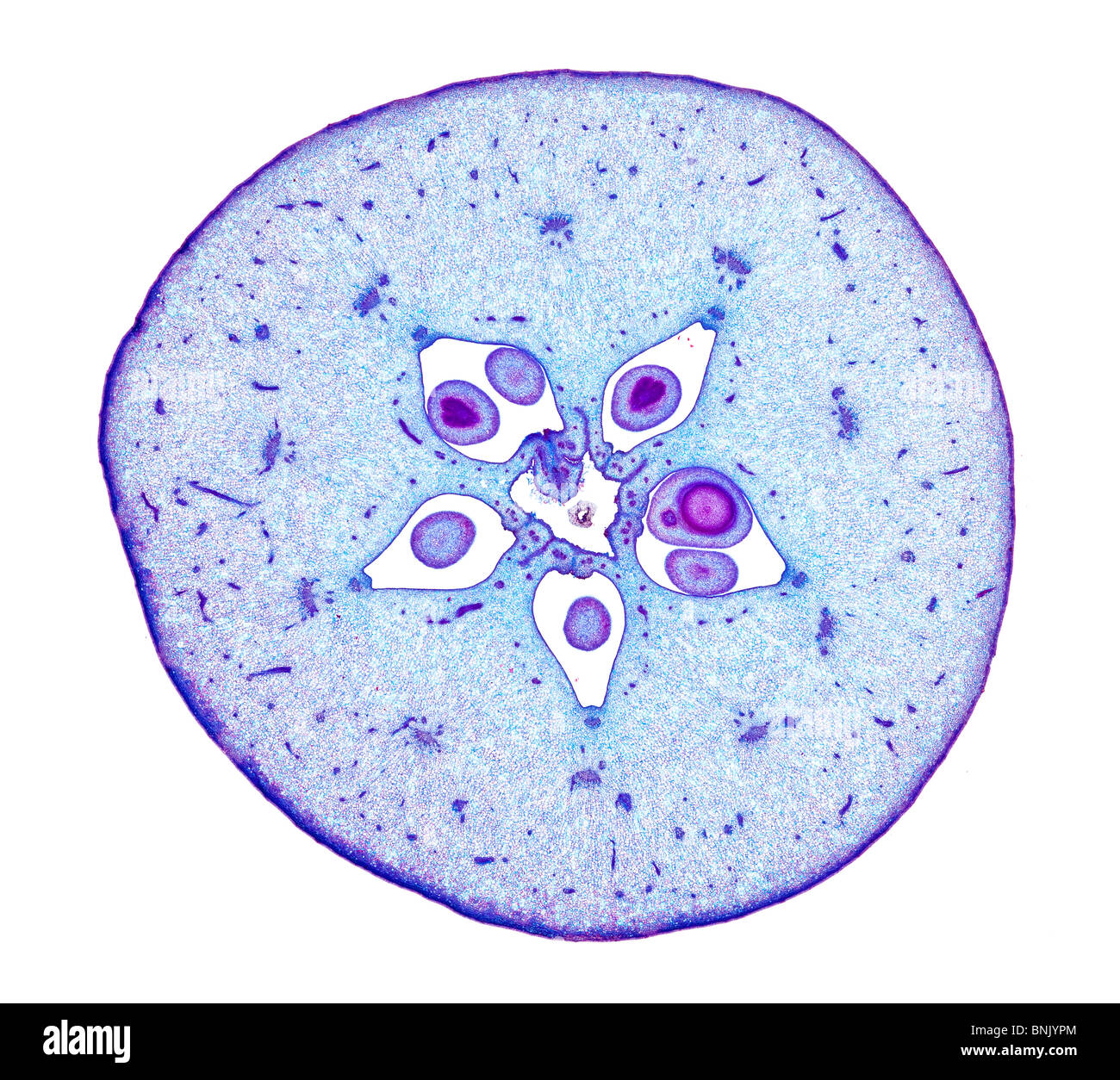 Brightfield photomicrograph of a section of young apple fruit, Malus ...