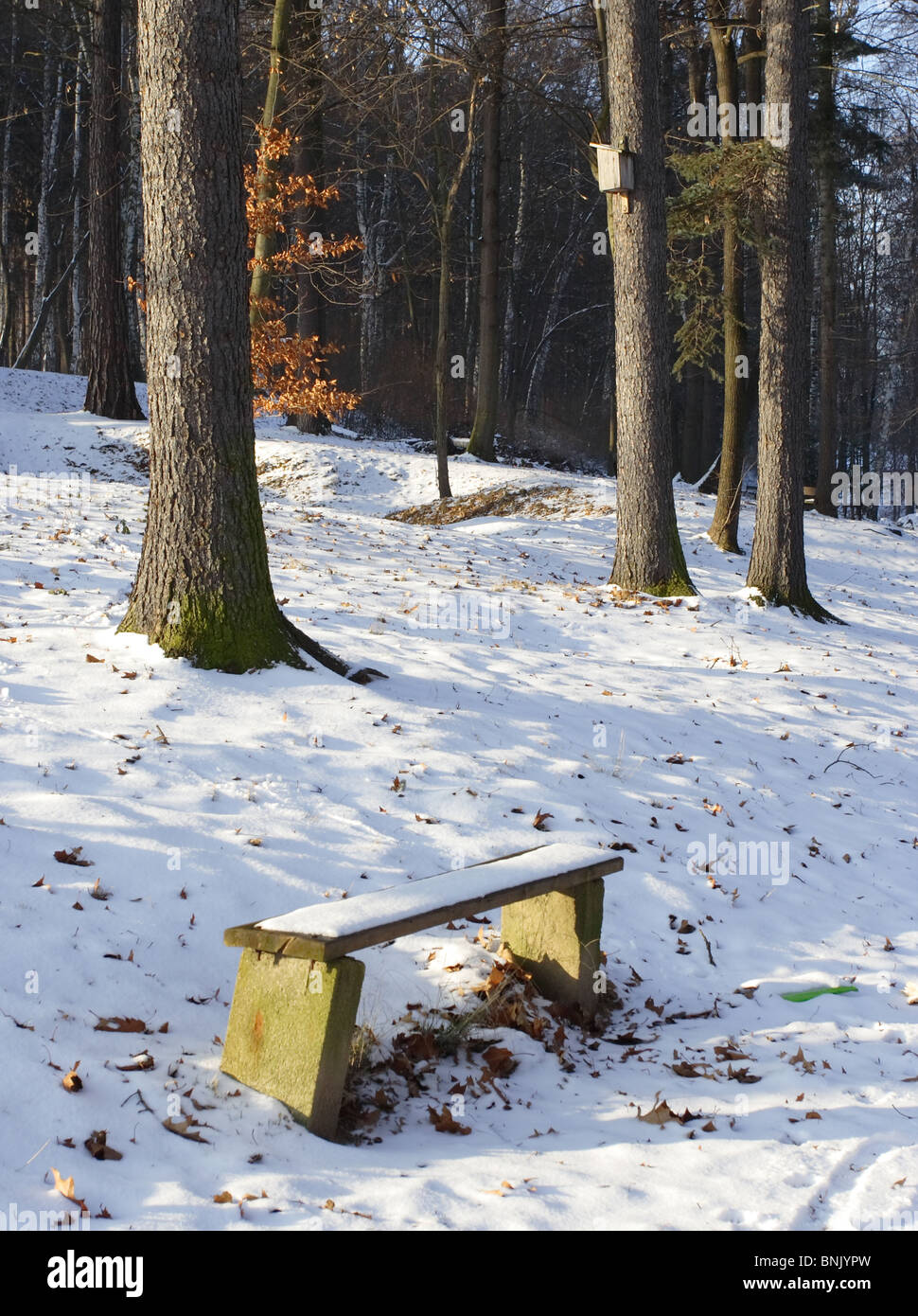 Snowy bench and forest park Stock Photo - Alamy