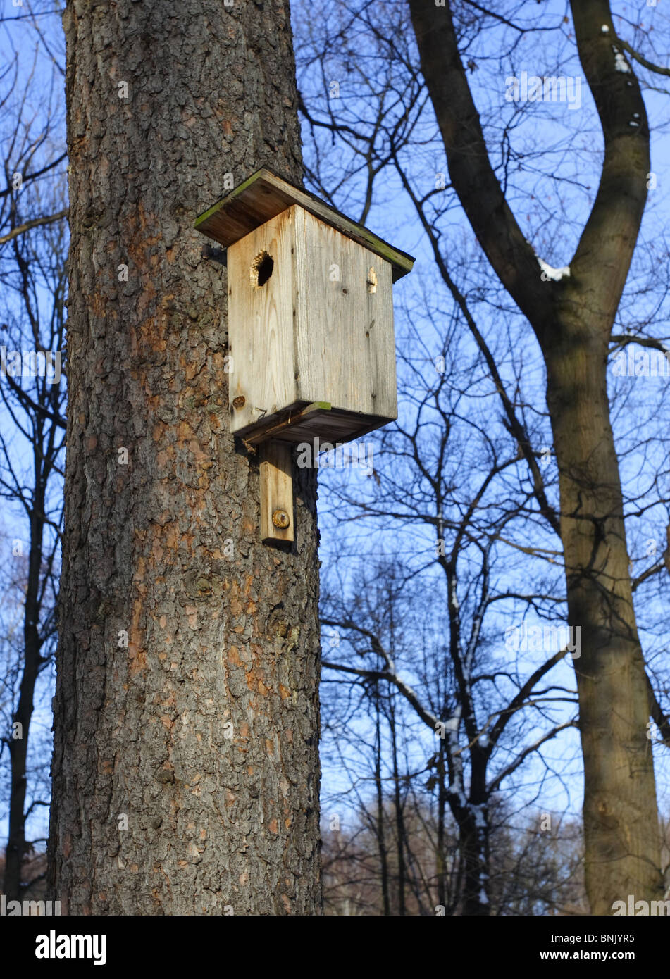 Birdsnest hi-res stock photography and images - Alamy