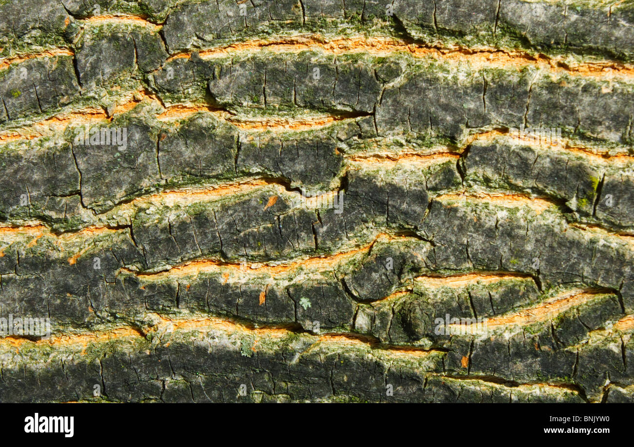 Bark texture in horizontal position Stock Photo - Alamy