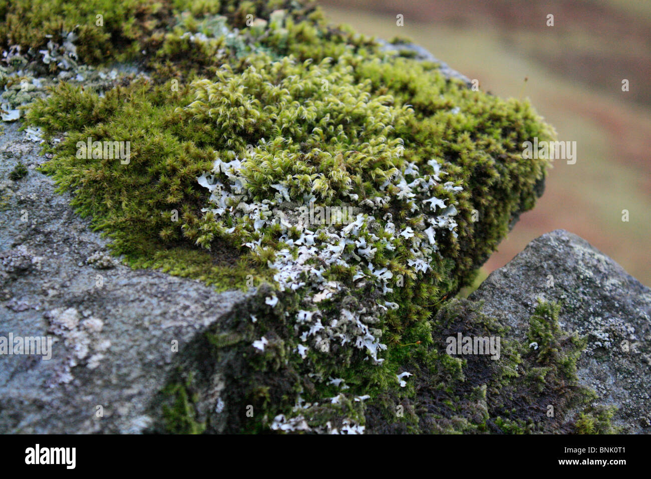 moss on a stone Stock Photo - Alamy