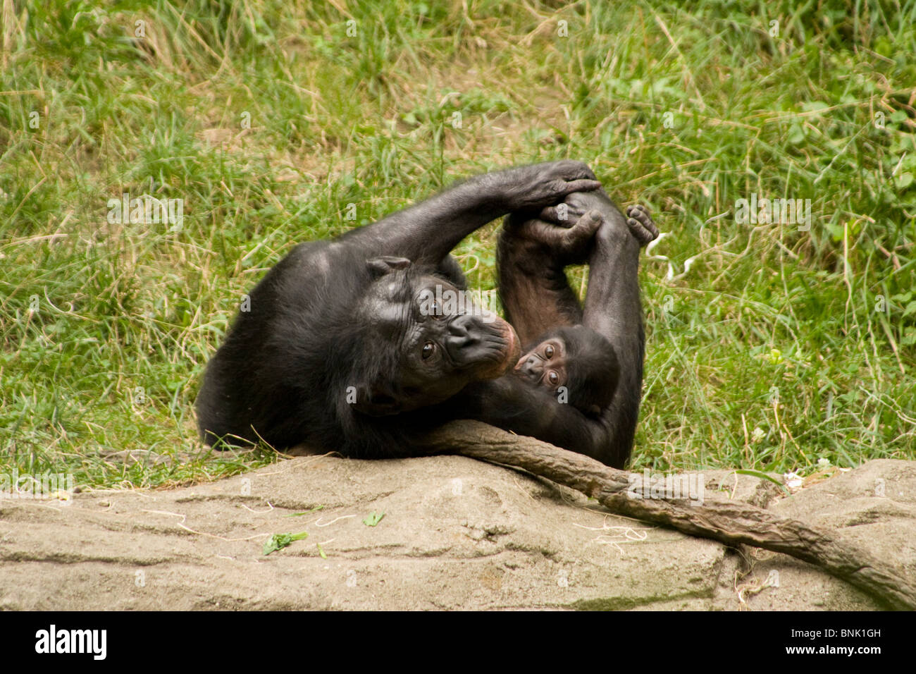 Mother with Baby. Bonobo or Pygmy Chimp. Cincinnati Zoo, Cincinnati ...