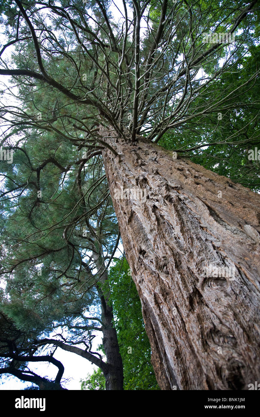 A Redwood Sequoiadendron Giganteum tree in Sheffield park Garden Stock ...