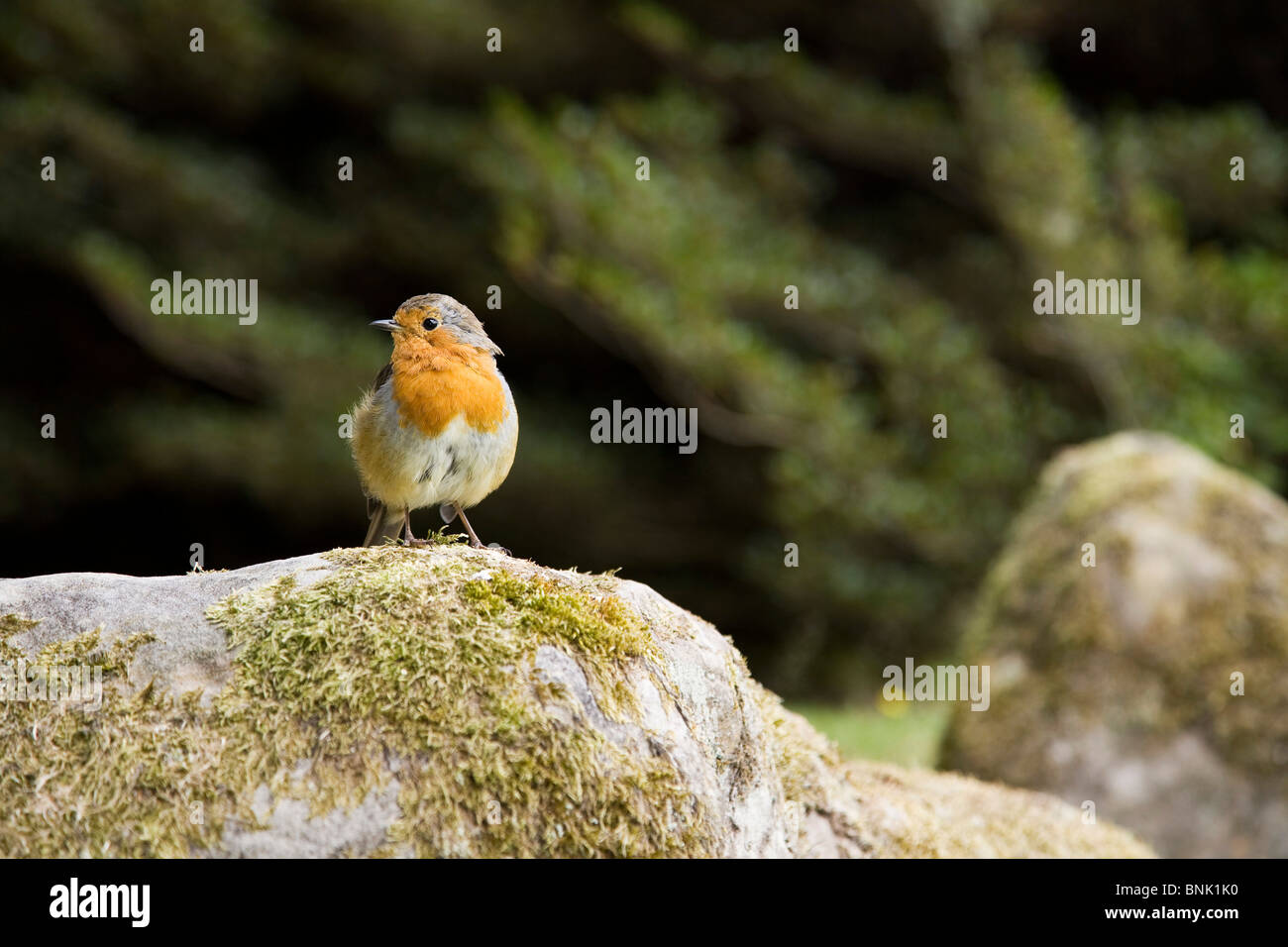 A Robin stands on a moss covered rock with green trees in the ...