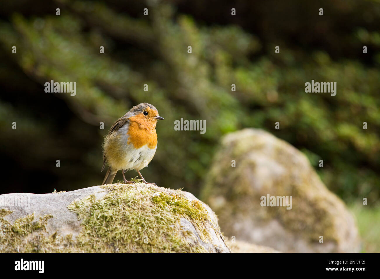 A Robin stands on a moss covered rock with green trees in the ...