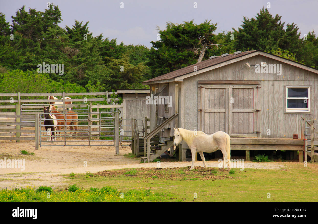 Ocracoke Pony Corral, Ocracoke Island, Cape Hatteras National Seashore ...