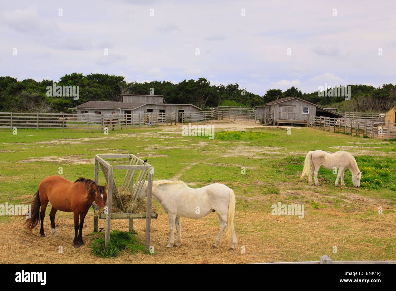 Ponies eating at the Ocracoke Pony Corral, Ocracoke Island, Cape ...