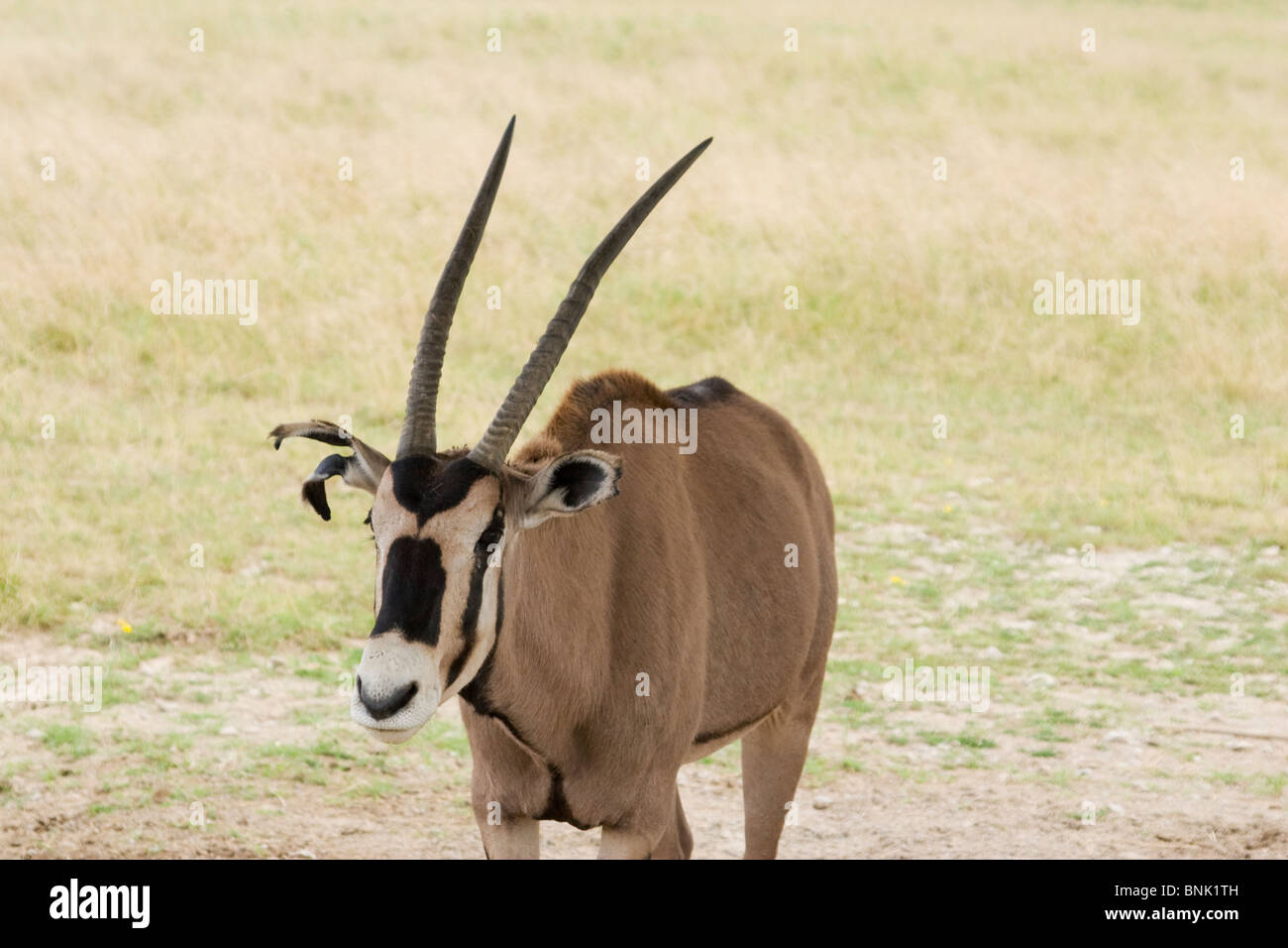 Fringe eared oryx hi-res stock photography and images - Alamy
