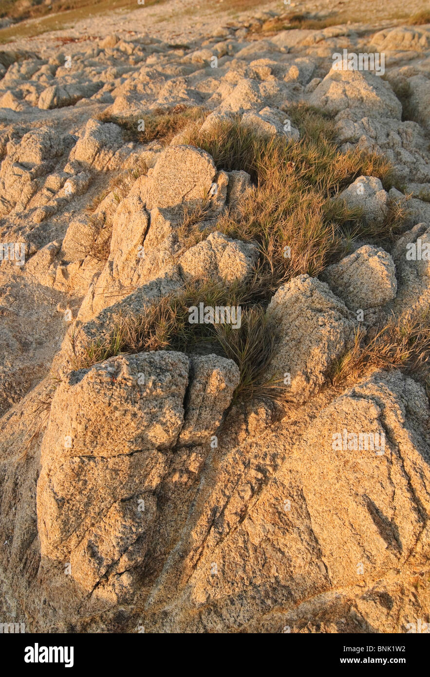 Coastal rock plant hi-res stock photography and images - Alamy