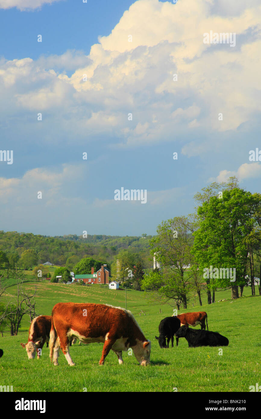 Cattle grazing on farm in Arborhill, Shenandoah Valley, Virginia, USA ...