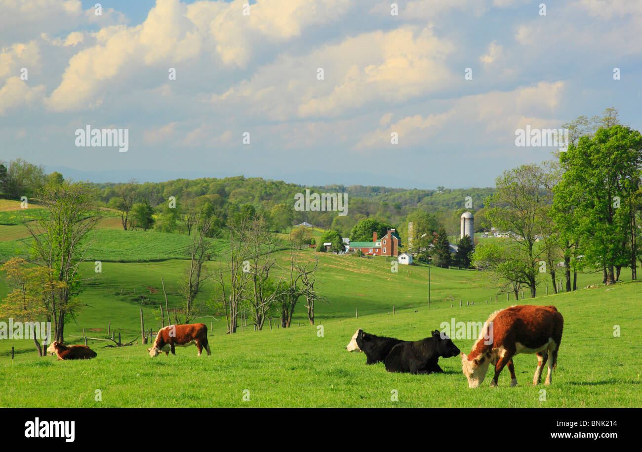 Cattle grazing on farm in Arborhill, Shenandoah Valley, Virginia, USA ...
