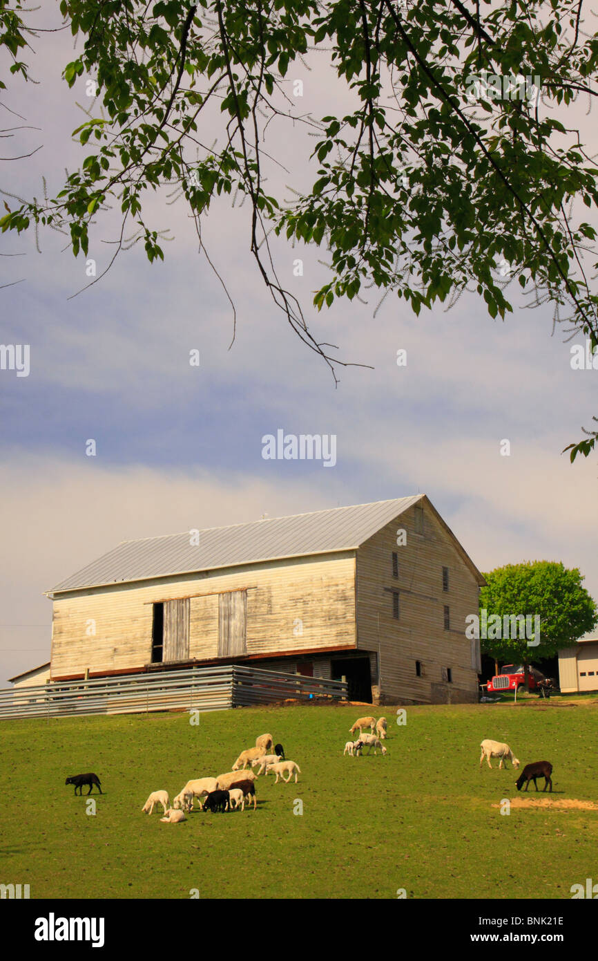 Lambs valley hi-res stock photography and images - Alamy