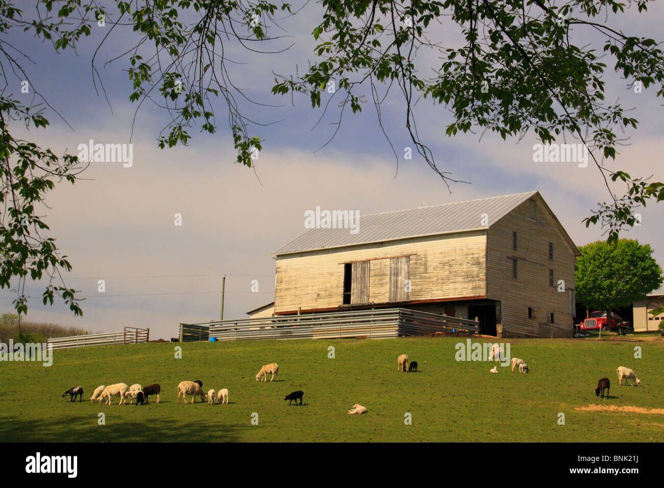 Valley sheep hi-res stock photography and images - Alamy