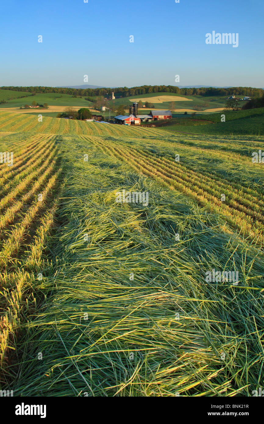 Dairy barn hay mow hi-res stock photography and images - Alamy
