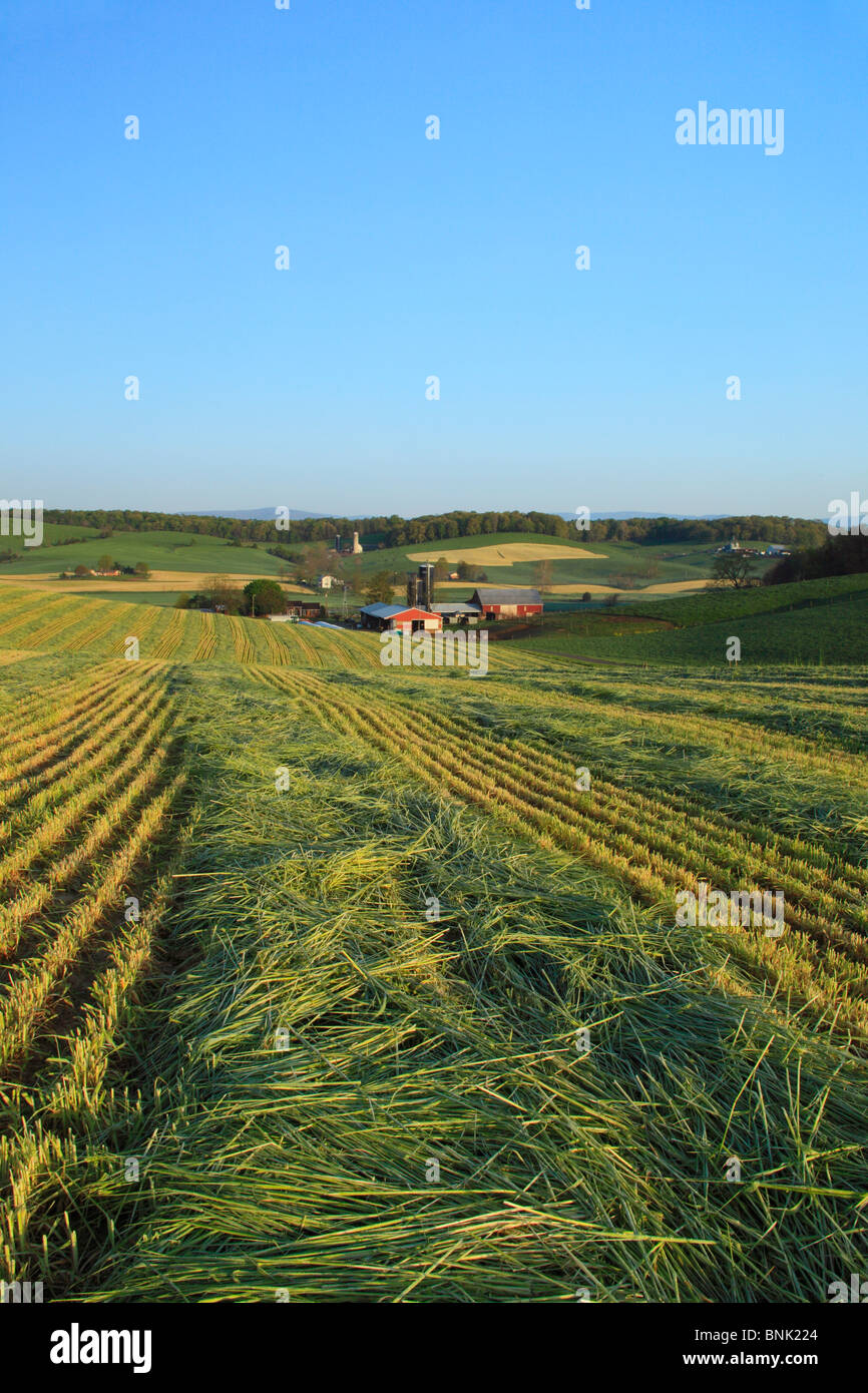 New mown hay hi-res stock photography and images - Alamy