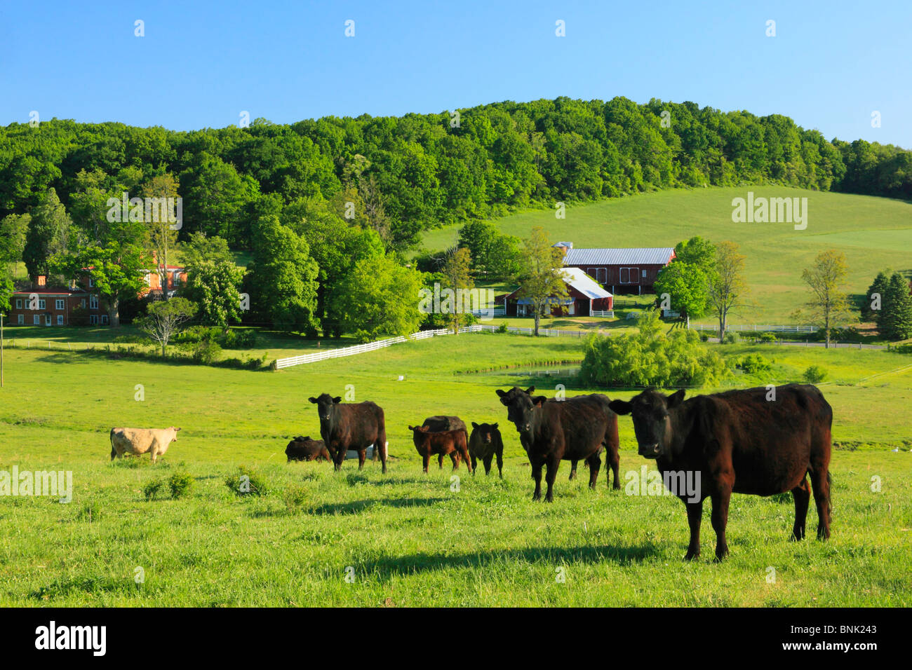 Cattle grazing on farm near Middlebrook in the Shenandoah Valley ...