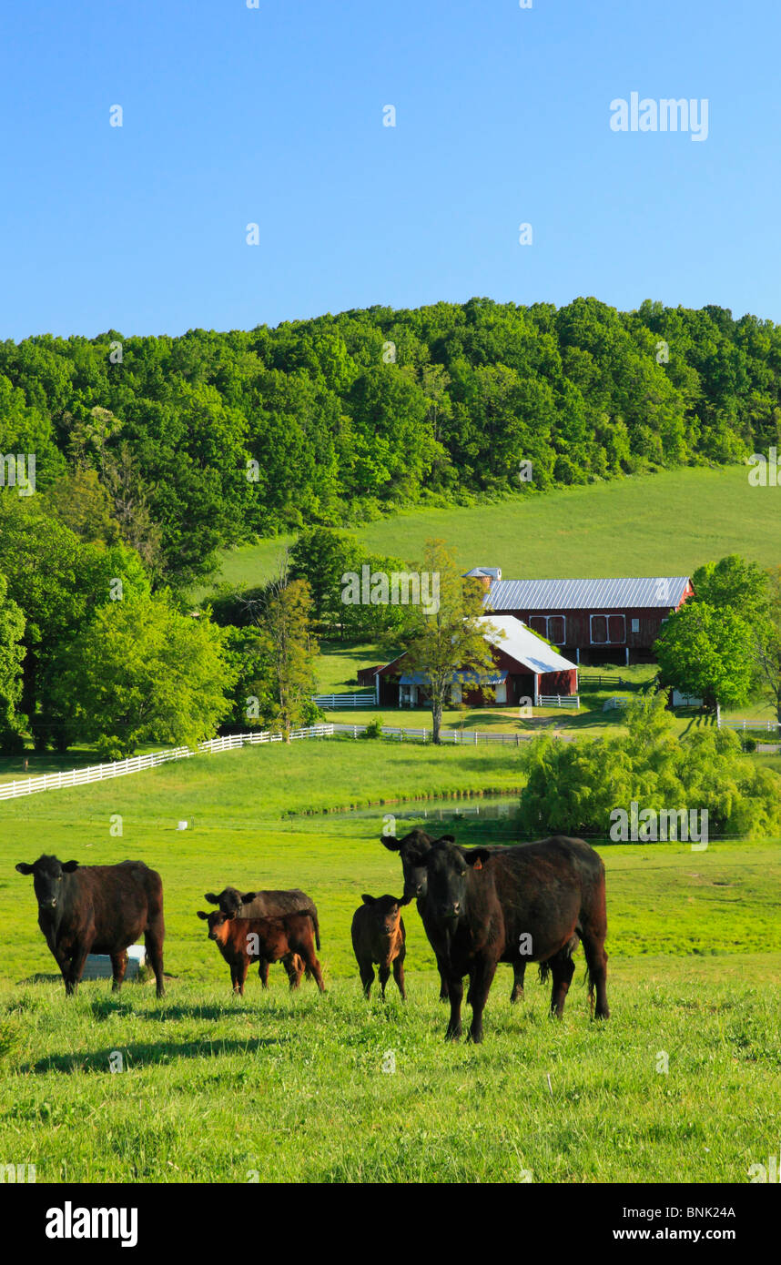 Red angus cattle on pasture hi-res stock photography and images - Alamy