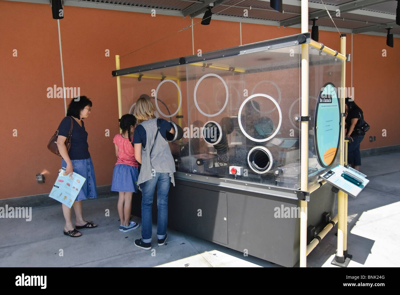 Kelp Forest exhibit at the California Science Center's new Ecosystems ...