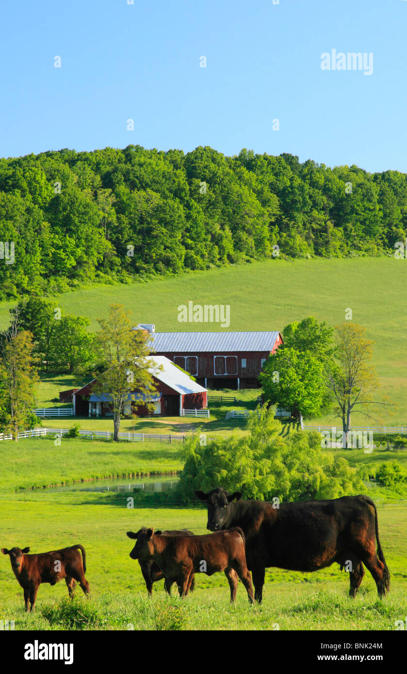 Cattle grazing on farm near Middlebrook in the Shenandoah Valley ...